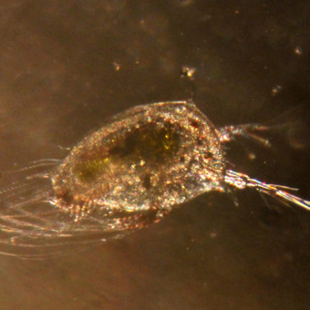 Barnacle Larva - Nauplius Larva - vic high
