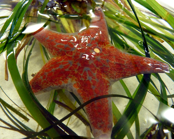 Leather Star - vic high