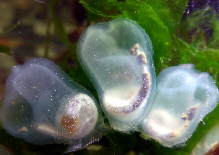 Marine Biology | Victoria High School | Victoria BC Canada
