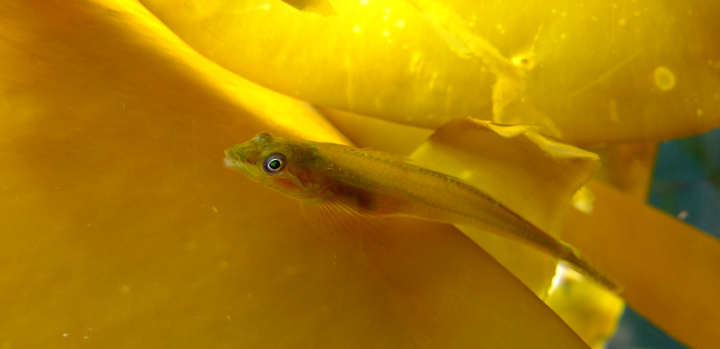 Kelp Clingfish - vic high