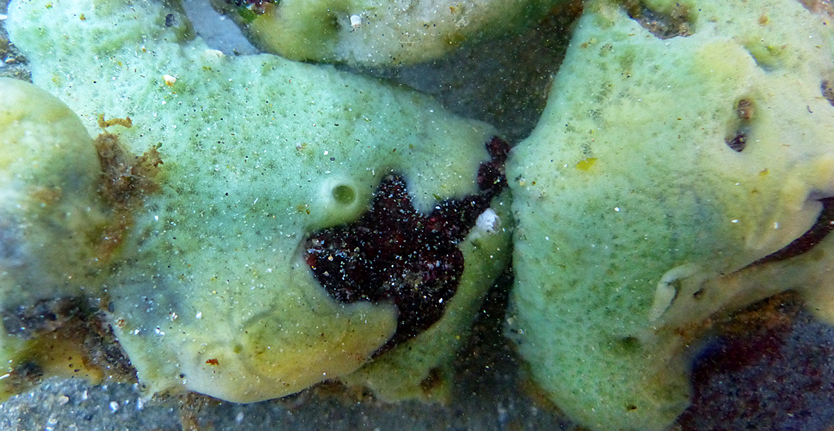 Encrusting Sponge