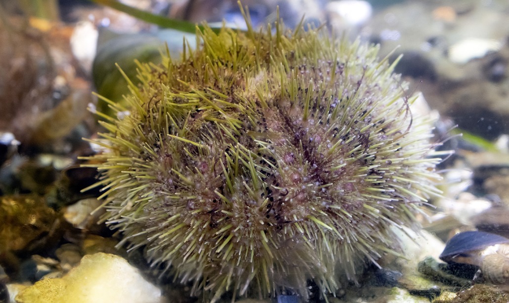 Green Sea Urchin - vic high