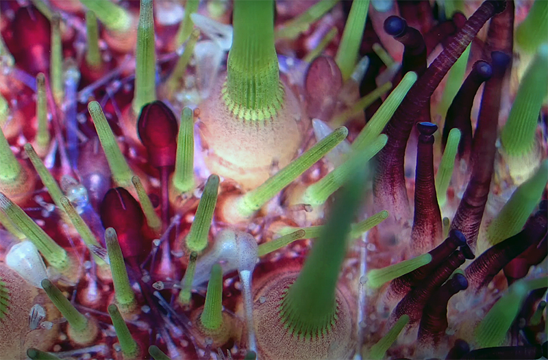 Green Sea Urchin - vic high