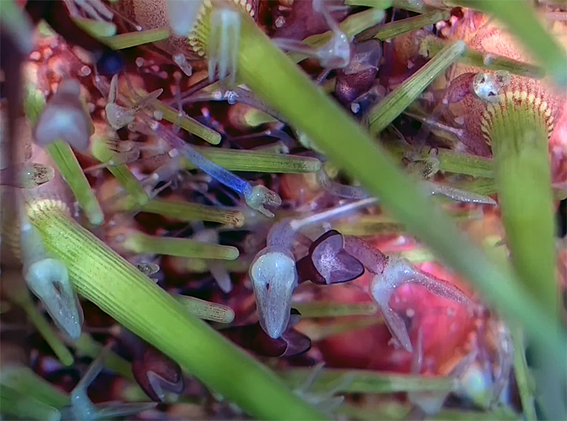 Green Sea Urchin - vic high