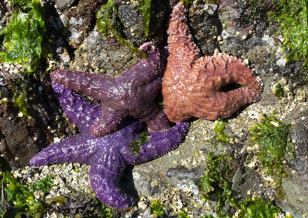 Purple Sea Star