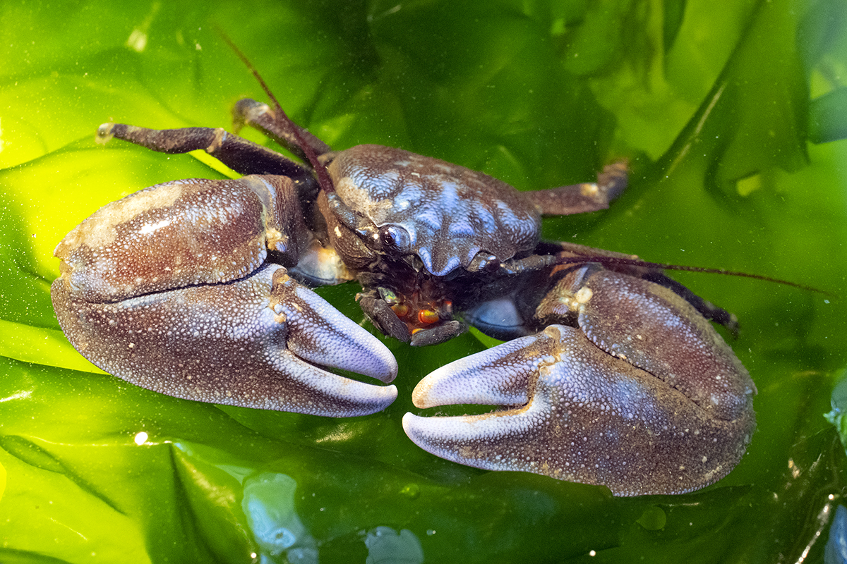Arthropods Archives - vic high