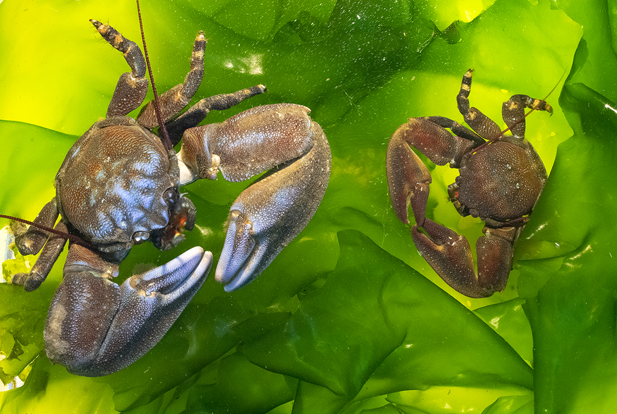 Flat Porcelain Crab - vic high