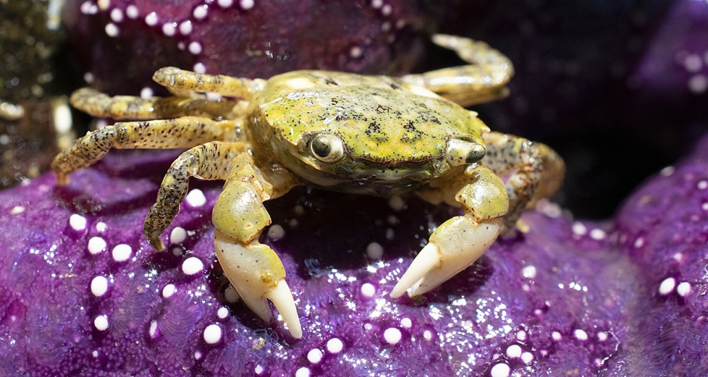 Yellow Shore Crab - vic high