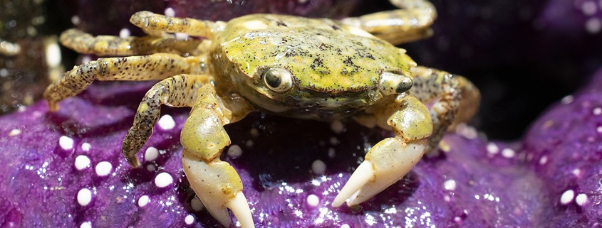 Yellow Shore Crab - vic high
